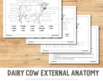 PRINTABLE Beef Cow External Anatomy Level 1 - Etsy