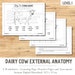 PRINTABLE Dairy Cow External Anatomy - Level 1 - Etsy