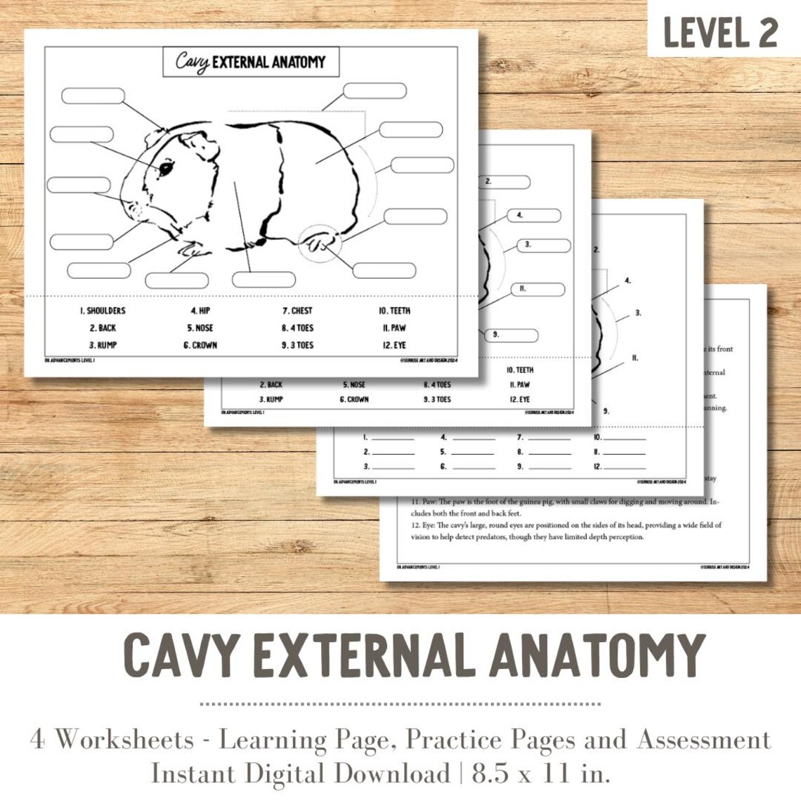PRINTABLE Cavy External Anatomy - Level 1 - Etsy