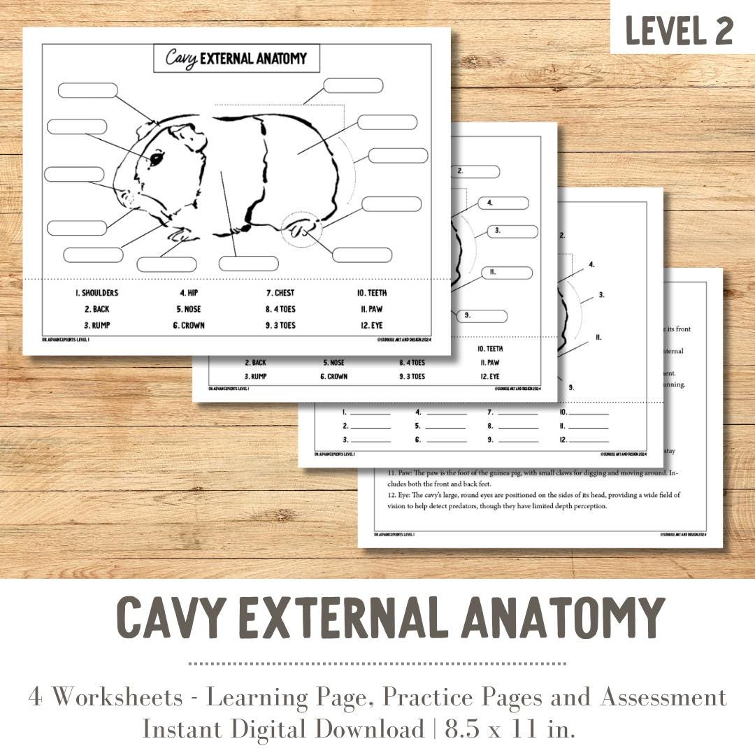 Printable Cavy External Anatomy Level 1 Etsy