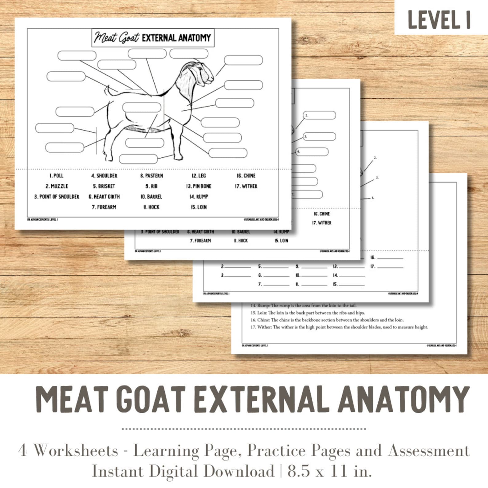 PRINTABLE Meat Goat External Anatomy - Level 1 - Etsy