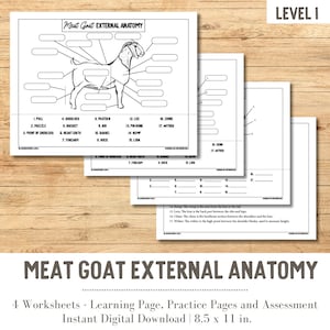 PRINTABLE Meat Goat External Anatomy - Level 1 - Etsy
