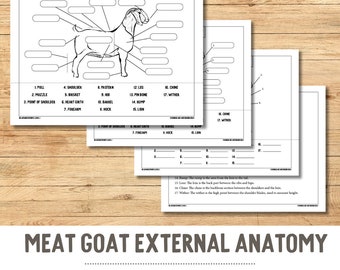 PRINTABLE Goat External Anatomy Worksheet - Etsy