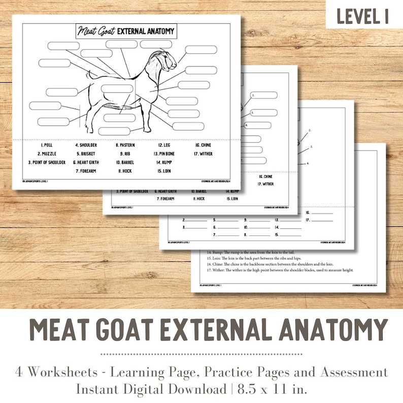 PRINTABLE Meat Goat External Anatomy - Level 1 - Etsy