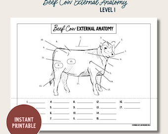 PRINTABLE Hog External Anatomy - Level 1 - Etsy
