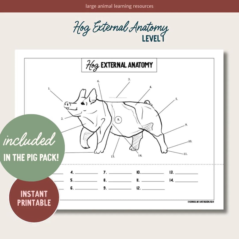 Pig Learning Printable Bundle: Swine Anatomy, Breeds, Bingo (digital ...