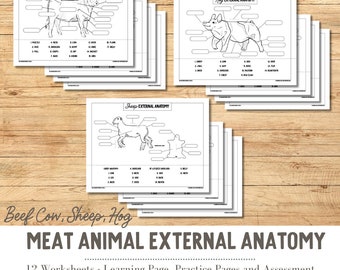 PRINTABLE All Large Animal External Anatomy Bundle Hog, Beef Cow, Sheep ...