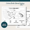 PRINTABLE Dairy Cow External Anatomy - Level 1 - Etsy UK