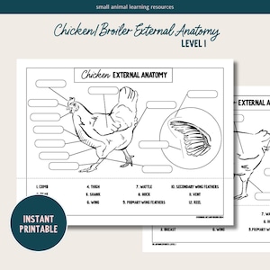 PRINTABLE Chicken External Anatomy Bundle Broiler/layer - Level 1 - Etsy