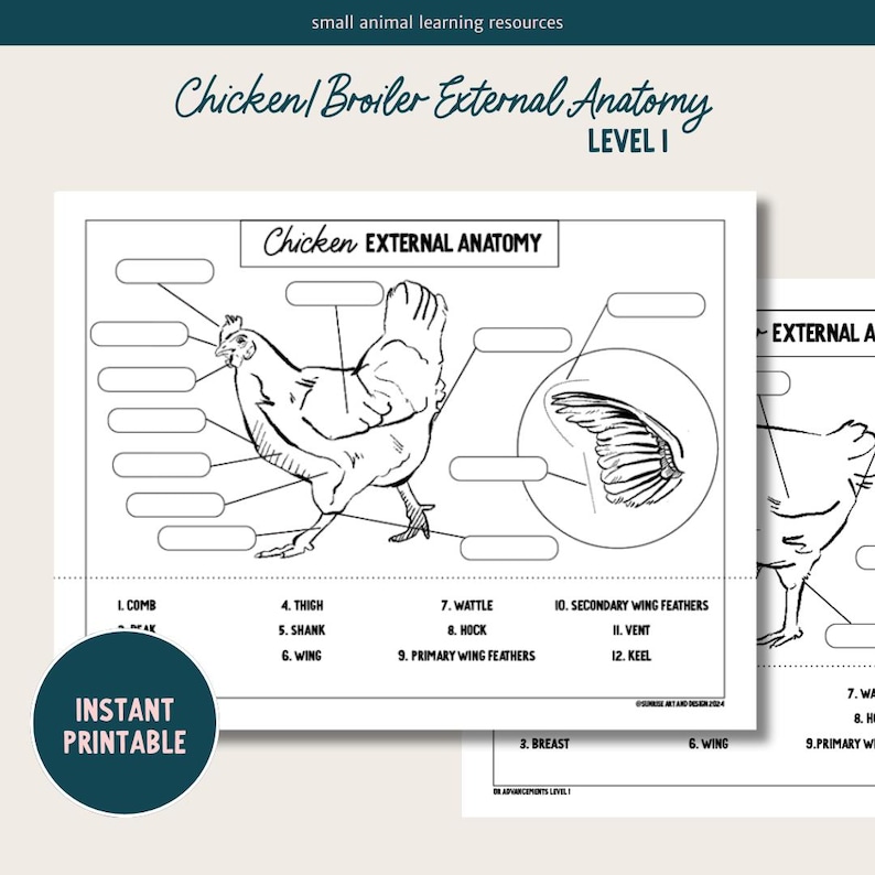 PRINTABLE Chicken External Anatomy Bundle Broiler/layer - Level 1 - Etsy
