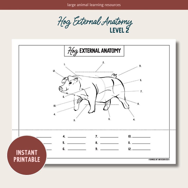 PRINTABLE Hog External Anatomy - Level 2 - Etsy