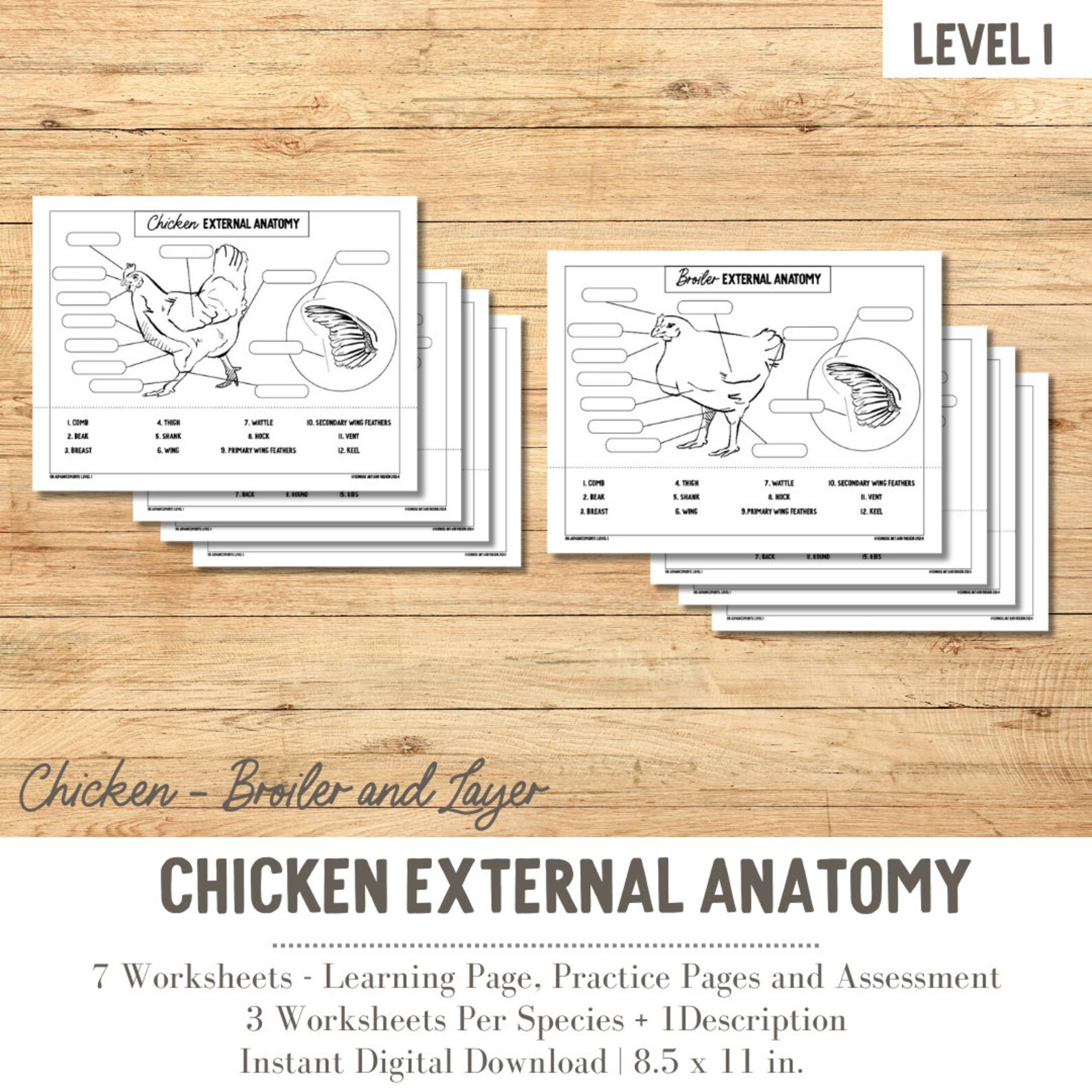 PRINTABLE Chicken External Anatomy Bundle Broiler/layer - Level 1 - Etsy
