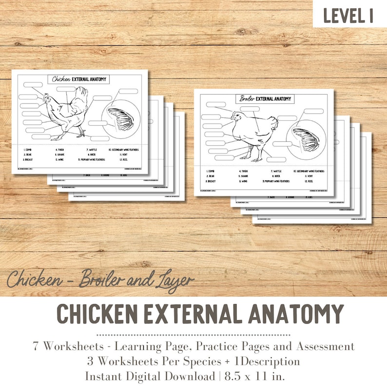 PRINTABLE Chicken External Anatomy Bundle Broiler/layer - Level 1 - Etsy