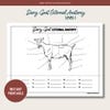 PRINTABLE Dairy Cow External Anatomy - Level 1 - Etsy UK