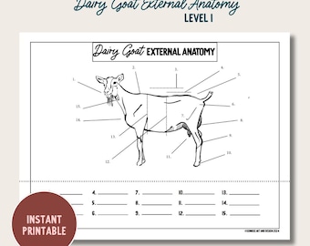 PRINTABLE Sheep External Anatomy - Level 1 - Etsy