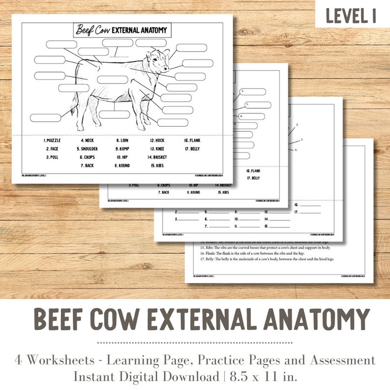 PRINTABLE Beef Cow External Anatomy - Level 1 - Etsy