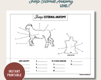 PRINTABLE Dairy Cow External Anatomy - Level 1 - Etsy
