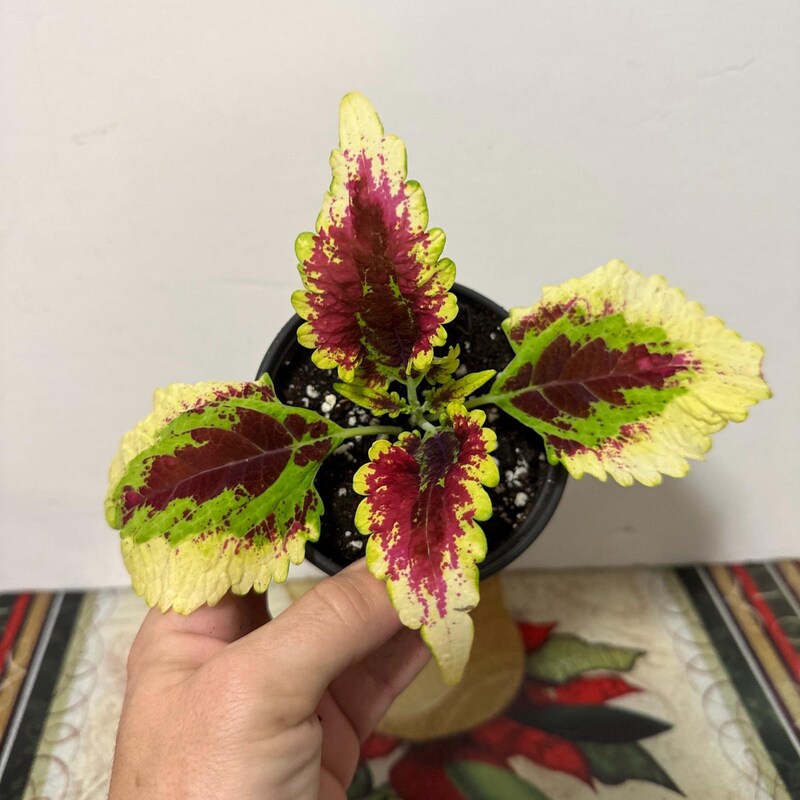 Coleus Plant - Etsy