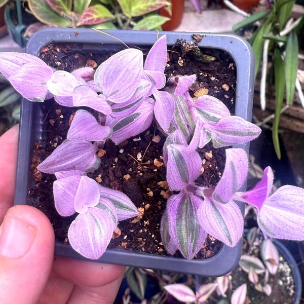 Butterfly Wing Plant - Etsy