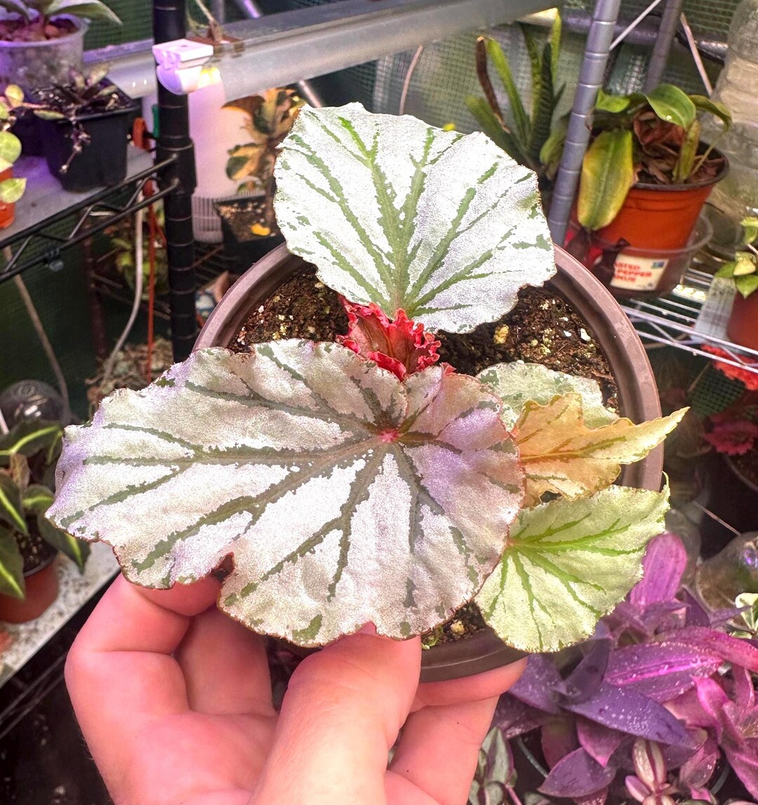 Begonia Looking Glass, Cane Begonia With Iridescent Leaves, in a 4” Pot ...