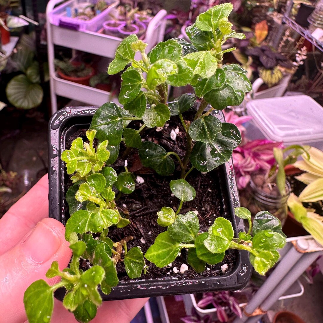 Miniature Ivy, ‘peter Pan’ Ivy, Great for Fairy Gardens, Terrariums, or ...