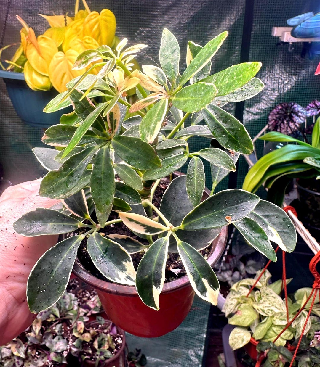 Schefflera Arboricola ’moondrop’ (variegated Dwarf Umbrella Tree) in a ...