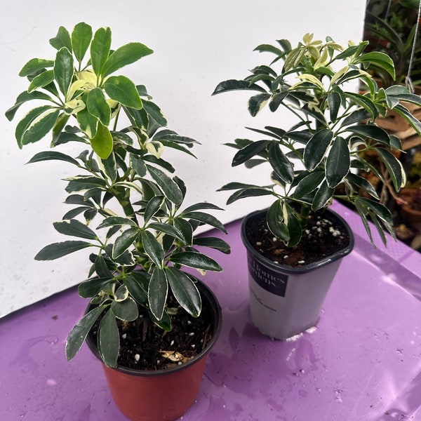 Schefflera Arboricola Moondrop - Etsy