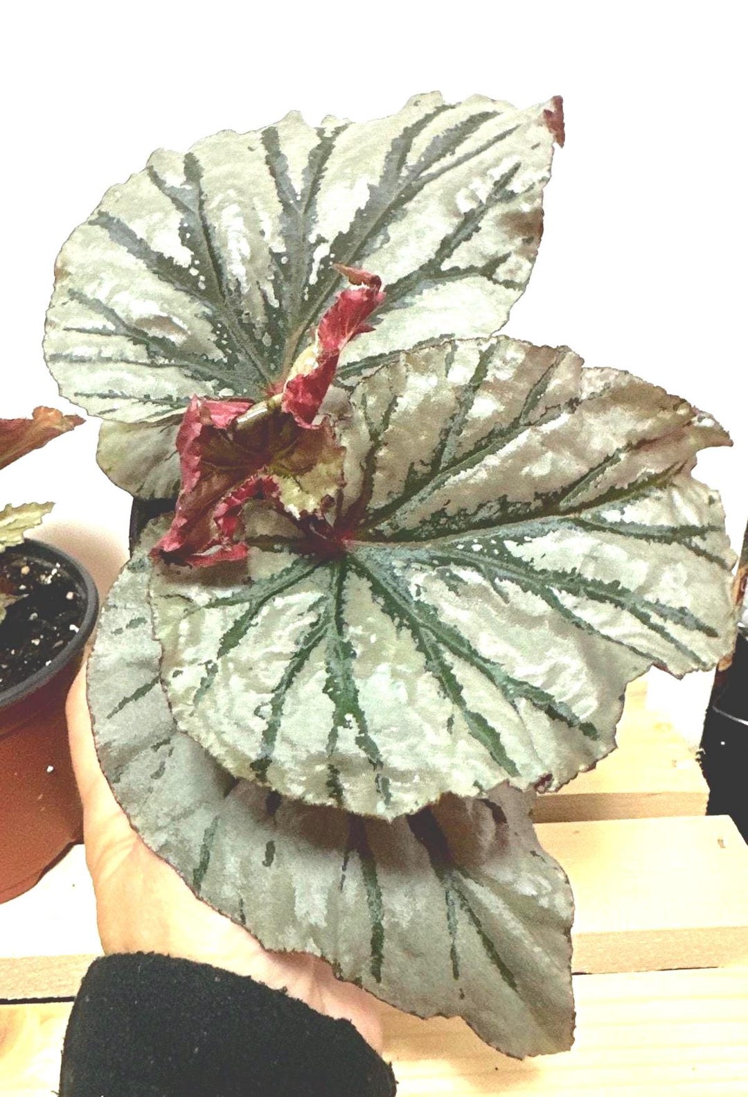Looking Glass Begonia, Large Iridescent Leaves, Angelwing Begonia in A ...