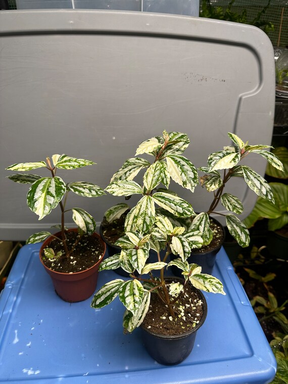 Pilea Cadierei