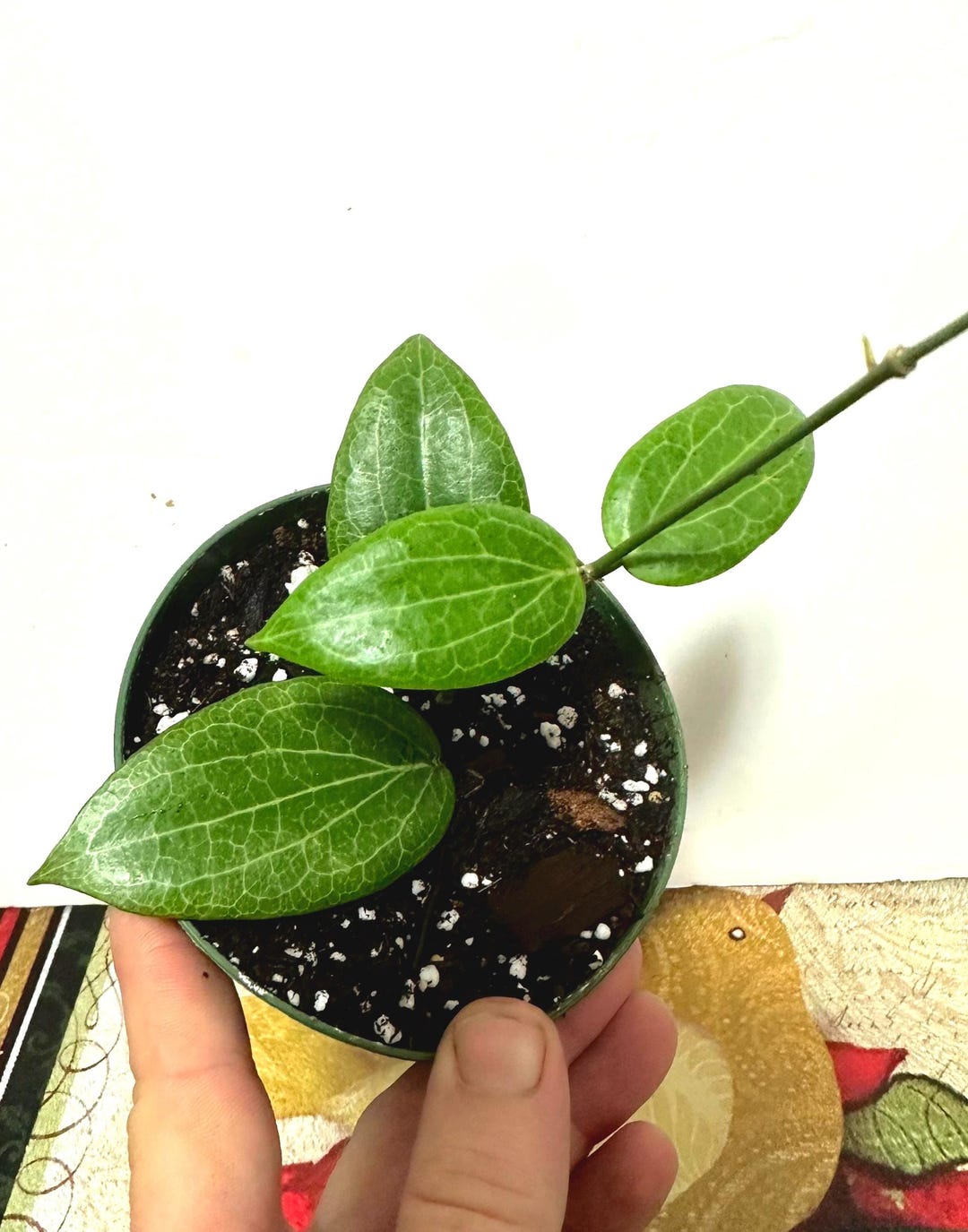 Rare Hoya Fitchii, Species From the Philippines With Orange Flowers ...