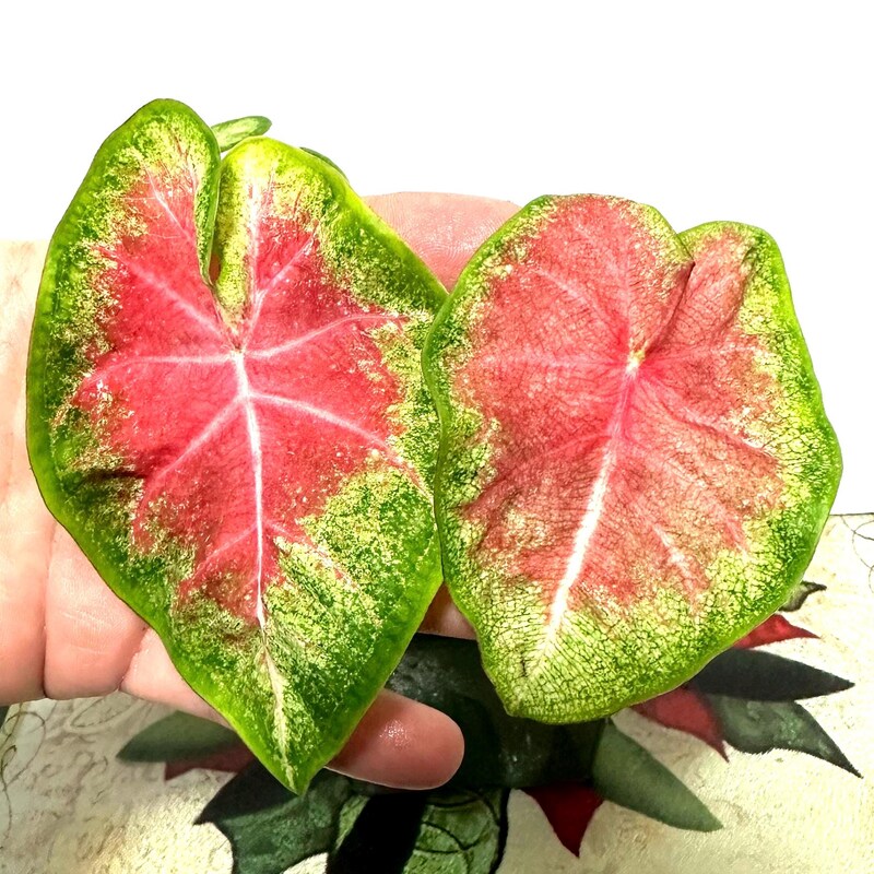 Caladium - Etsy