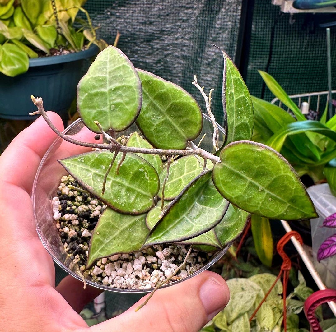 Hoya Verticillata ‘black Margin’ in a 3.5” Starter Pot - Etsy