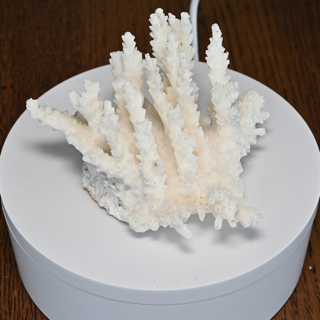 Real Acropora Coral Skeleton - Etsy