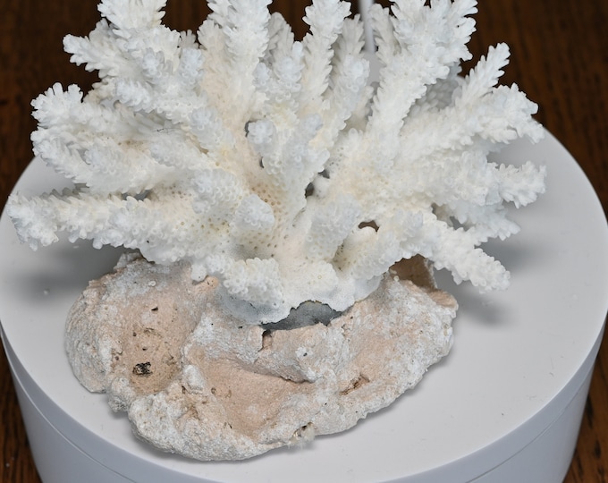 Real Acropora Coral Skeleton - Etsy