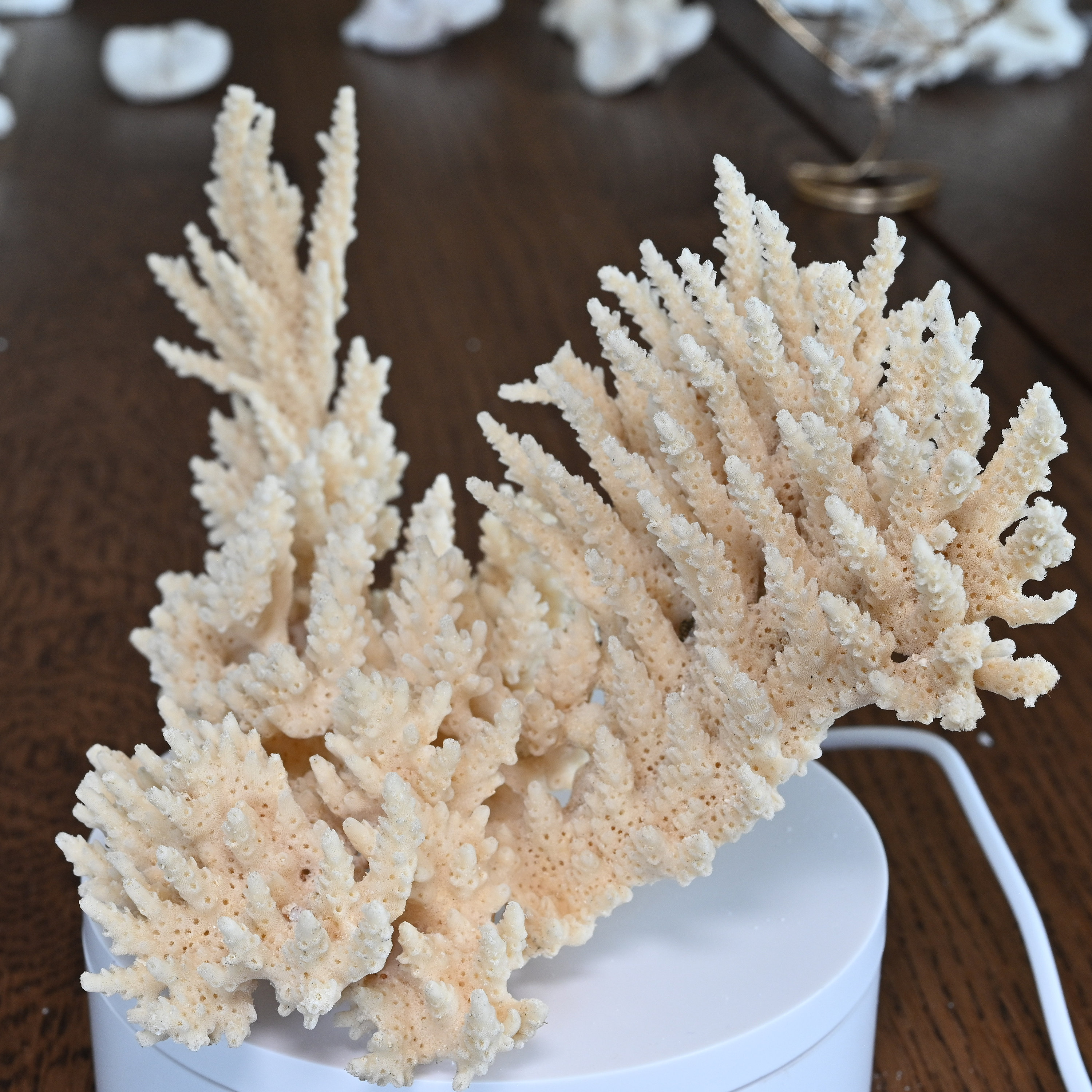 Genuine Acropora Coral Skeleton - Etsy