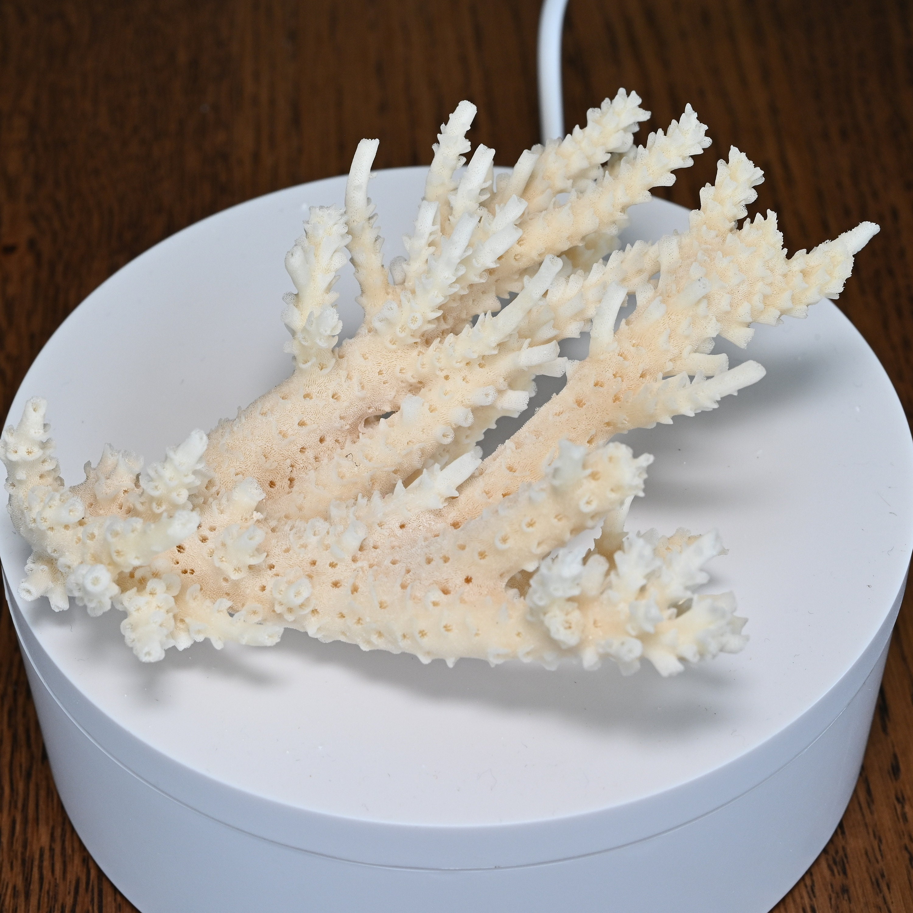 100% Natural Acropora Coral Skeleton - Etsy