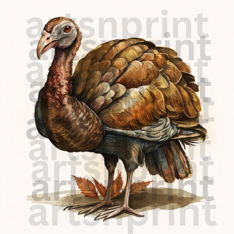 Brown Turkey Watercolor Clipart PNG 300 Dpi Pack of 5 Realistic Turkeys ...