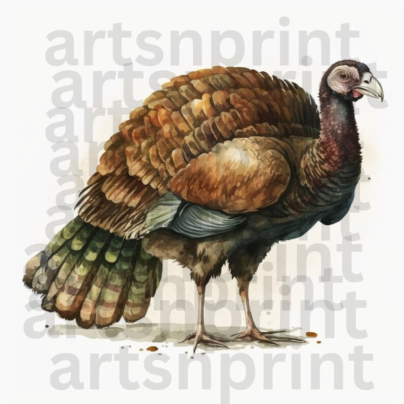 Brown Turkey Watercolor Clipart PNG 300 Dpi Pack of 5 Realistic Turkeys ...