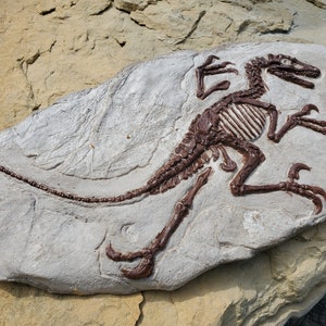 Velociraptor in Matrix - Fossil - Etsy
