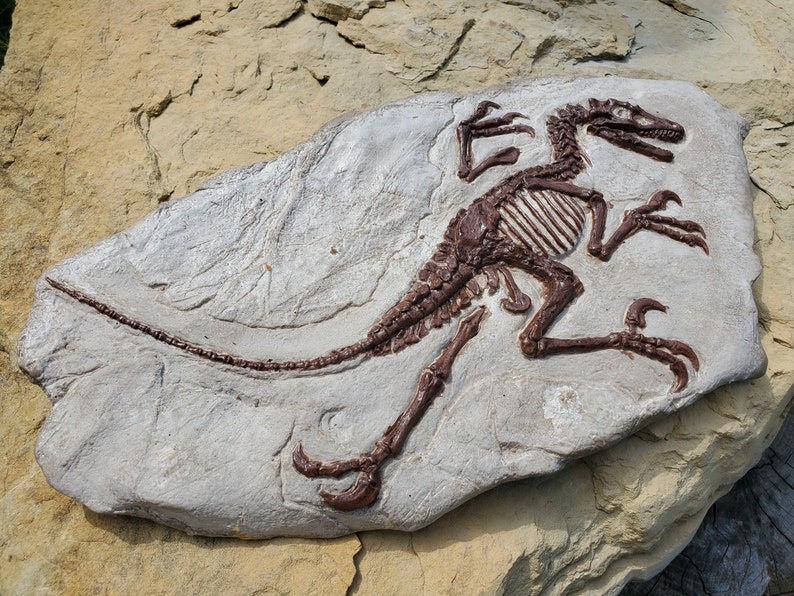 Velociraptor in Matrix - Fossil - Etsy