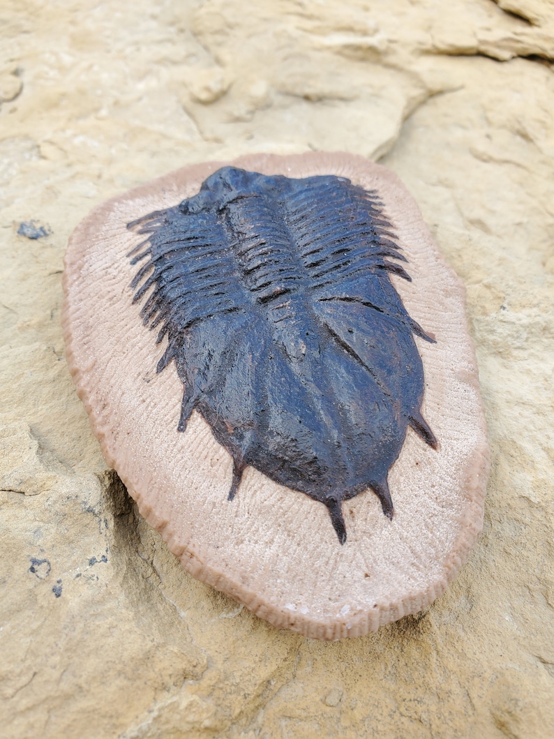 Dicranurus Monstrosus Trilobite Fossil - T-rex, Dinosaur, Morocco - Etsy