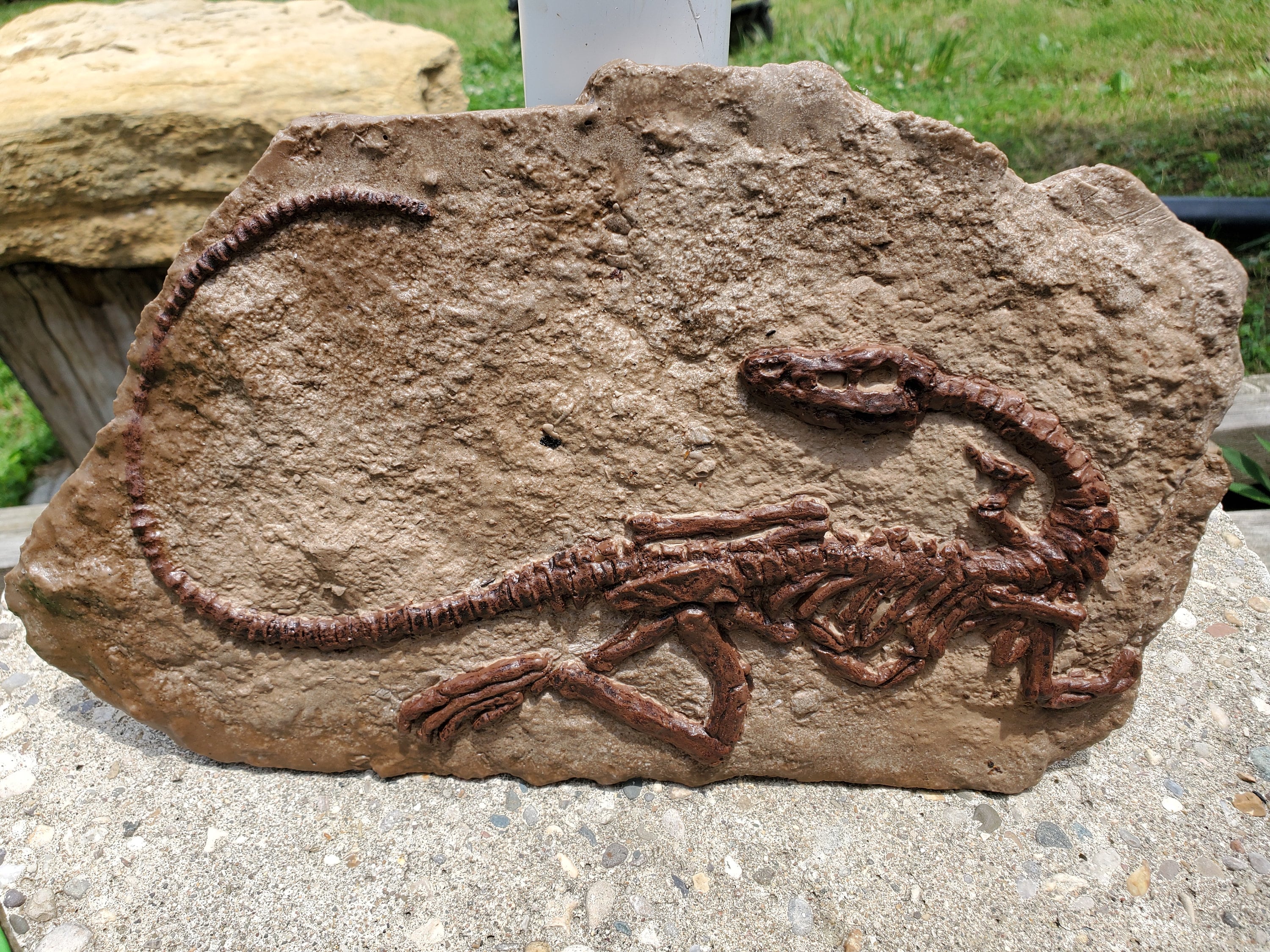 Small Theropod Dinosaur Fossil Jurassic T-rex - Etsy