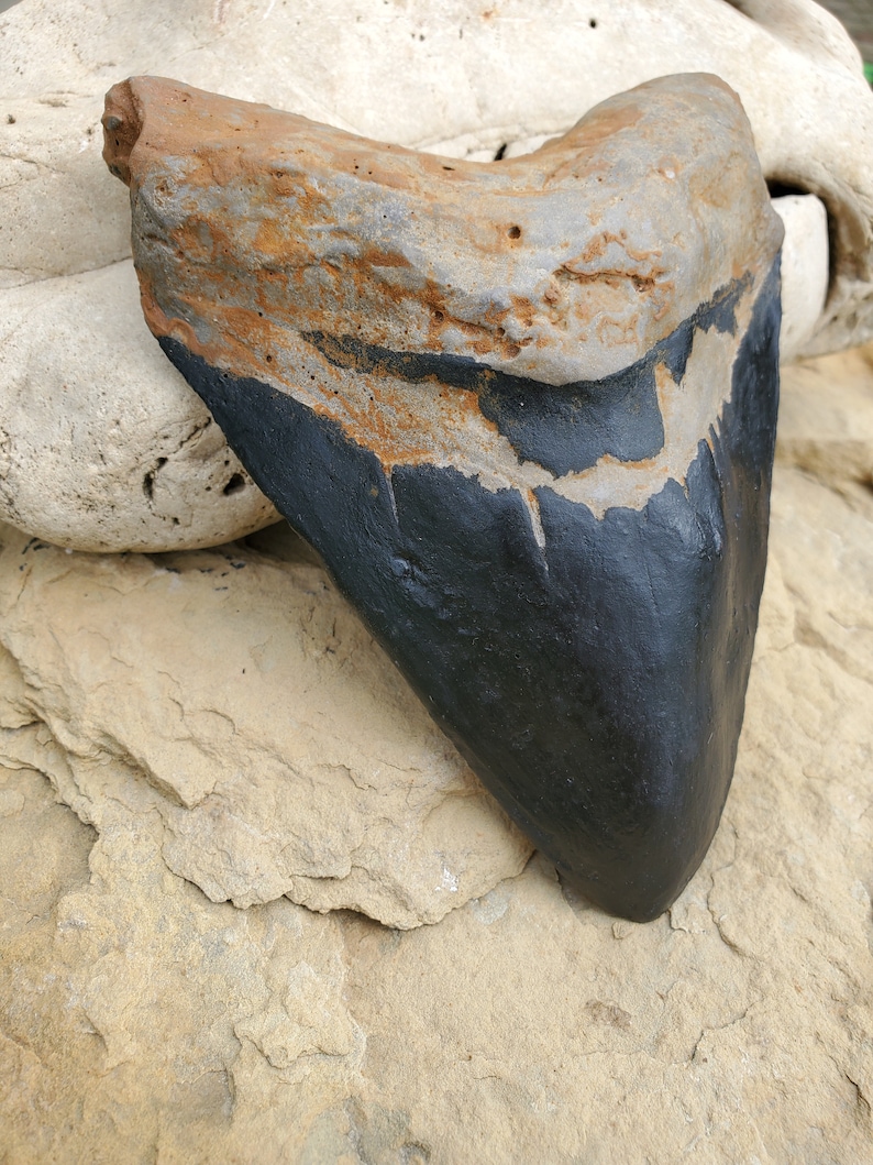 6-inch Megalodon Shark Tooth - Etsy