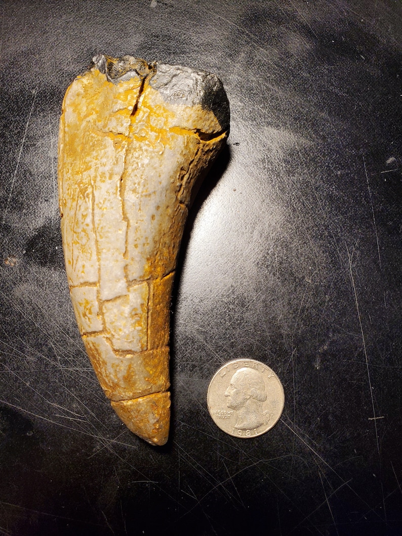 Tyrannosaurus Rex Tooth Fossil - T-rex - Etsy