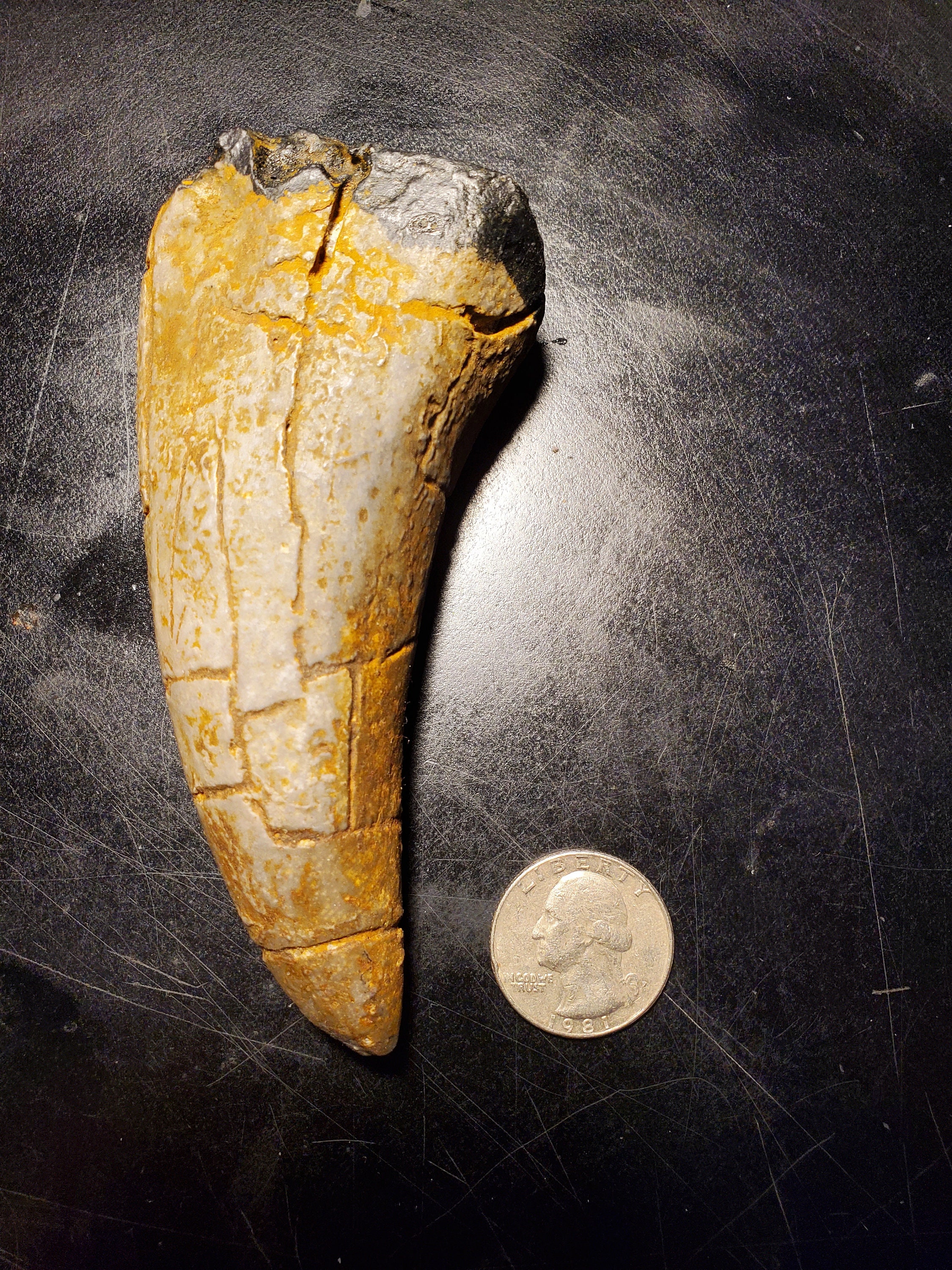 Tyrannosaurus Rex Tooth Fossil - T-rex - Etsy