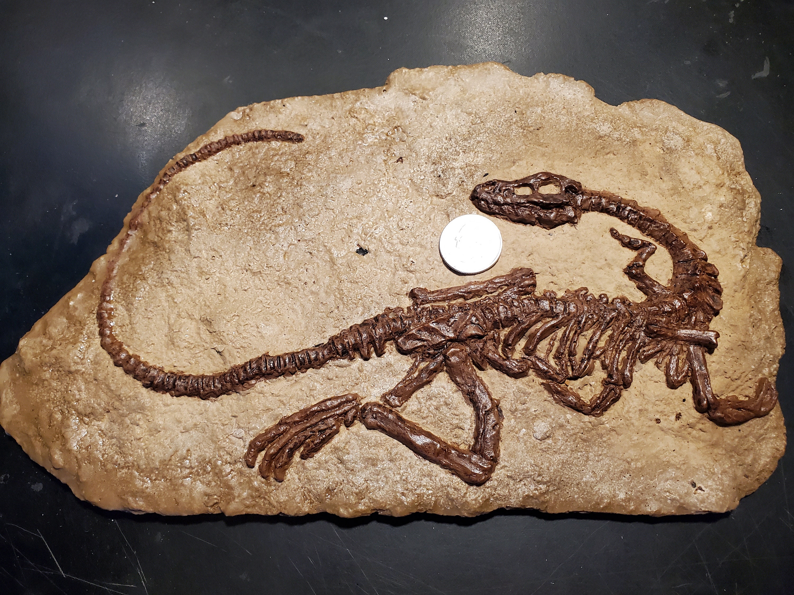 Small Theropod Dinosaur Fossil Jurassic T-rex - Etsy