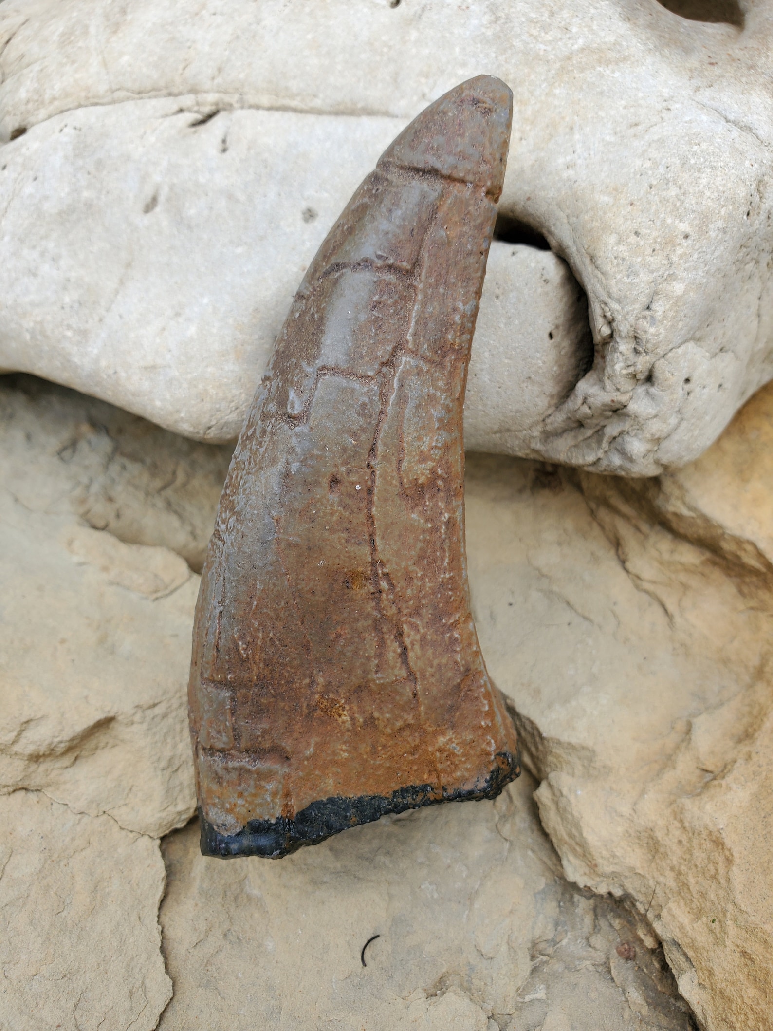 Tyrannosaurus Rex Tooth Fossil - T-rex - Etsy