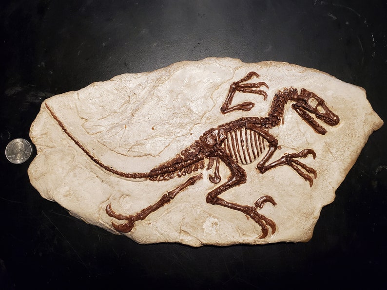 Velociraptor in Matrix - Fossil - Etsy