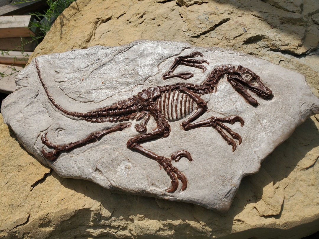 Velociraptor in Matrix - Fossil - Etsy