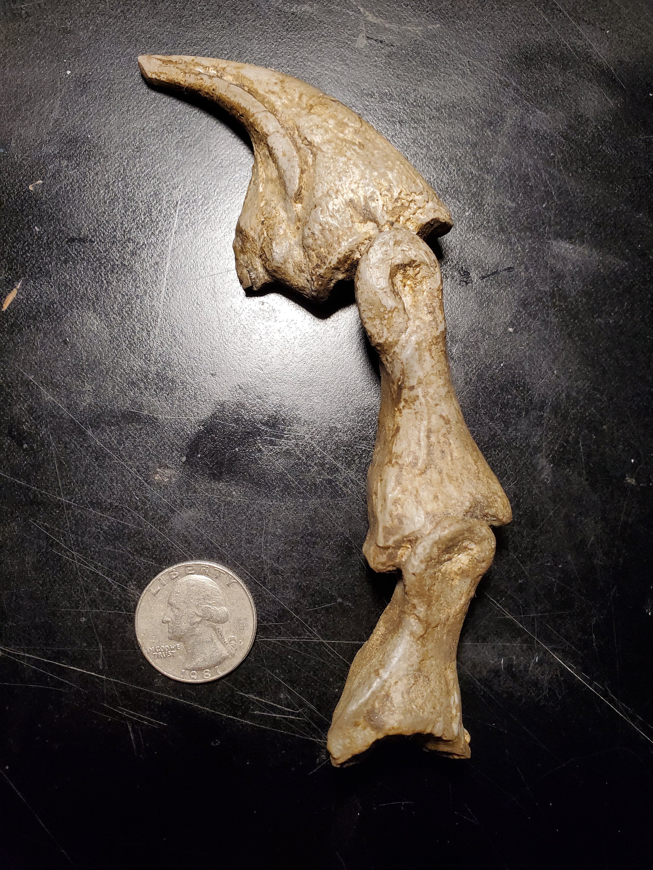 6-inch Allosaurus Claw Fossil - Etsy